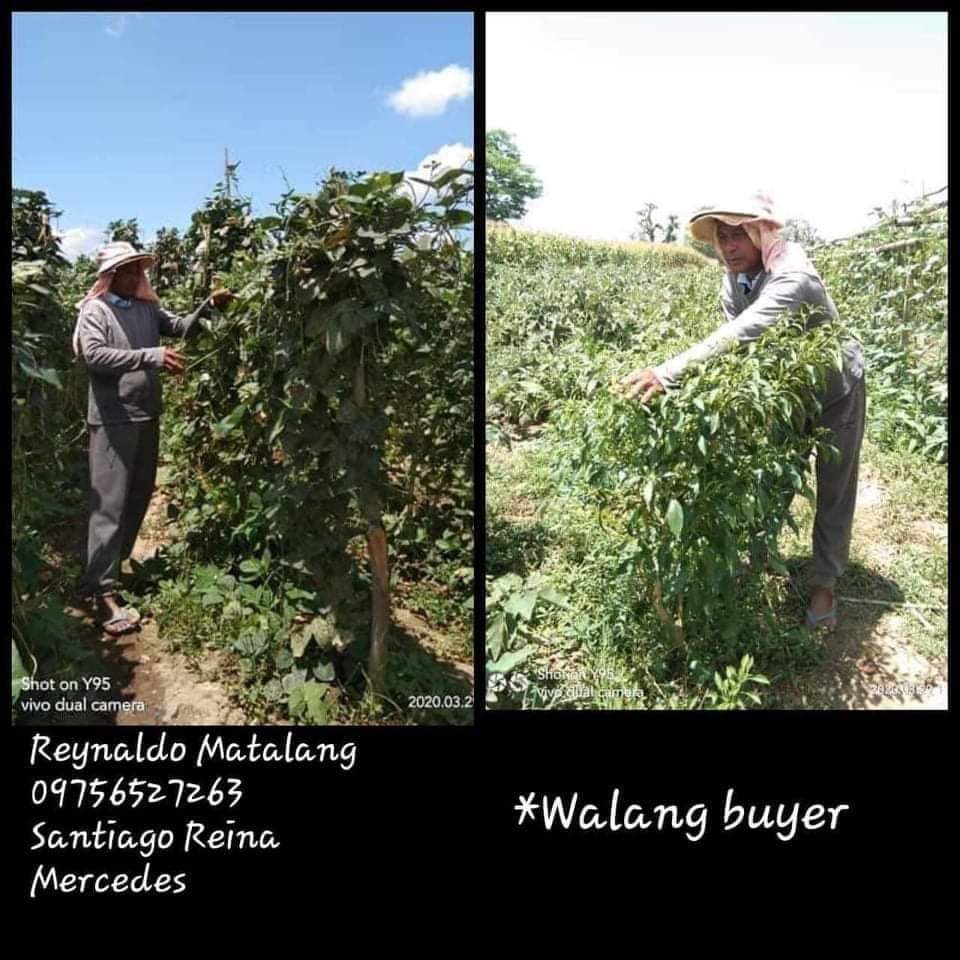 » CARD MRI rallies initiatives to help sustain PH’s agri sector