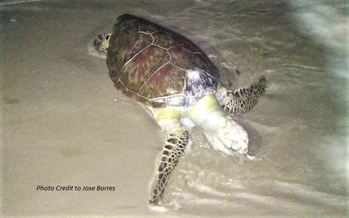» Endangered female green sea turtle found dead