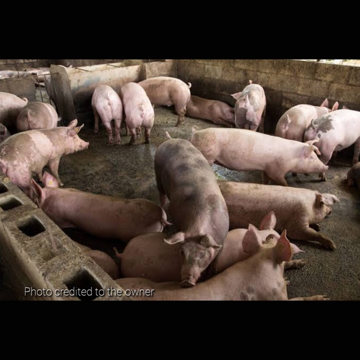 » ASF threatens Capiz hog industry