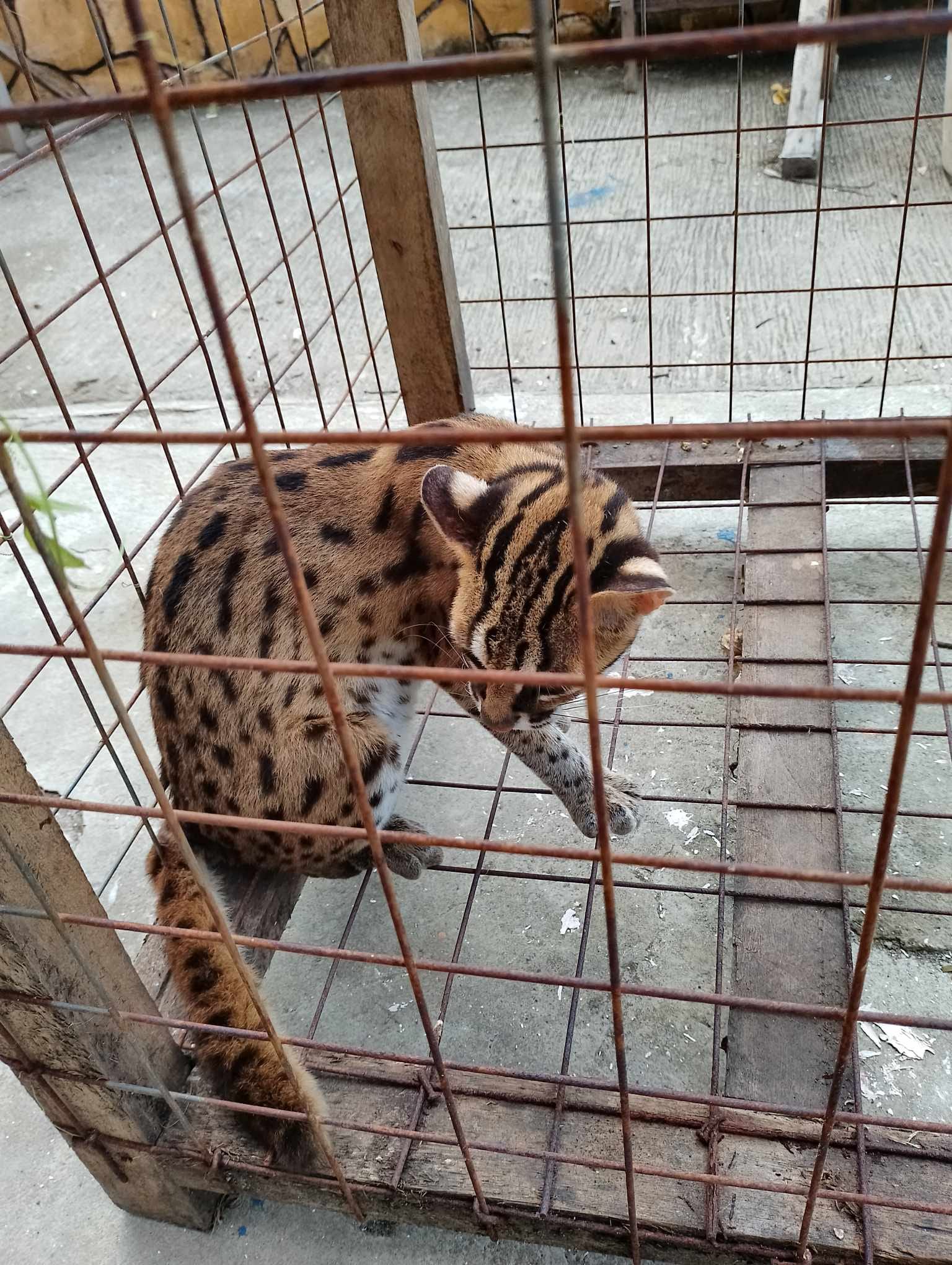» Visayan leopard card rescued in Mambusao